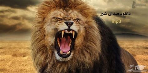 دانلود آهنگ غرش شیر از افکت صوتی انسان و موجودات زنده ساعدنیوز