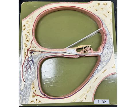 Inside Cochlea Quiz