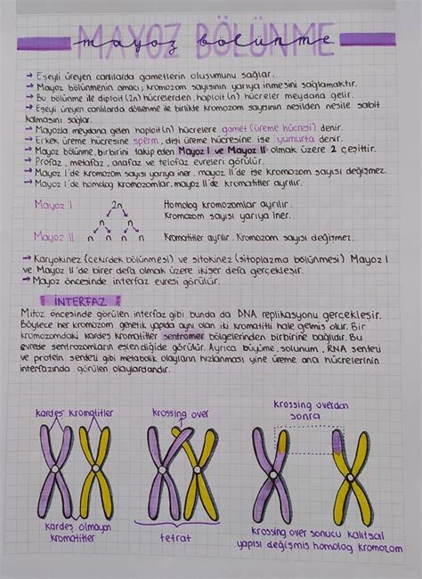 10 Sinif Ders Notlari Artofit