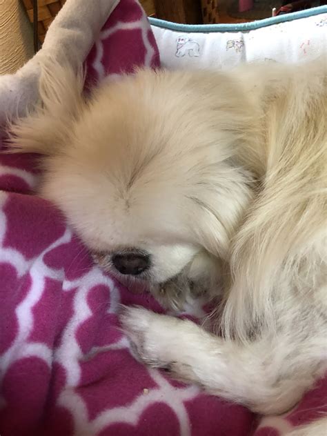 Must Love Pekes Zoey And Her Dental