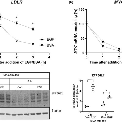 EGF Stabilizes LDLR MRNA In MDA MB 468 Cells A B MDA468 Cells Were