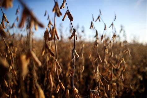 Vuelven A Recortar La Estimación De Cosecha De Trigo Por Los Efectos De