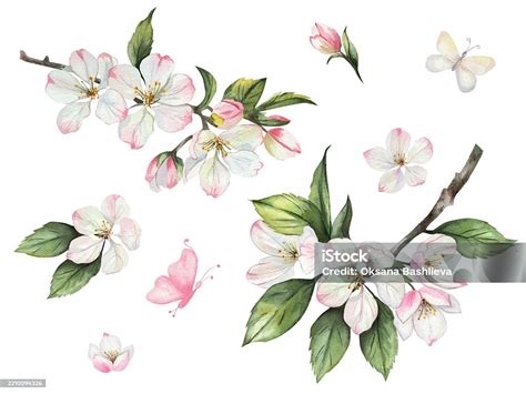 녹색 잎과 나비가 있는 사과 나무의 가지와 꽃 세트 손으로 그린 수채화 피는 정원 나무 웨딩 카드 및 초대장 디자인 어머니의 날 및 생일 카드 0명에 대한 스톡 벡터 아트