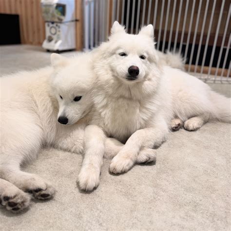 サモエドカフェ アル 駒沢公園店 Samoyedcafe • Instagram Photos And Videos