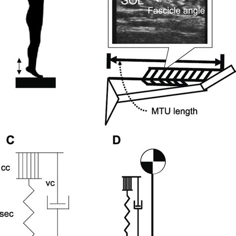 Schemata Of The Experiment And Muscle Tendon Unit Mtu Model A