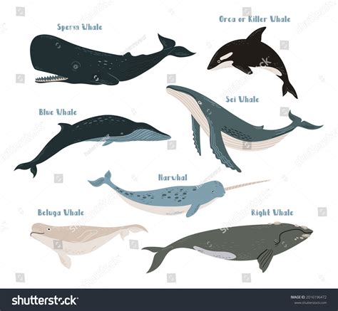 Vector Set Different Types Whales Blue Stock Vector Royalty Free Shutterstock