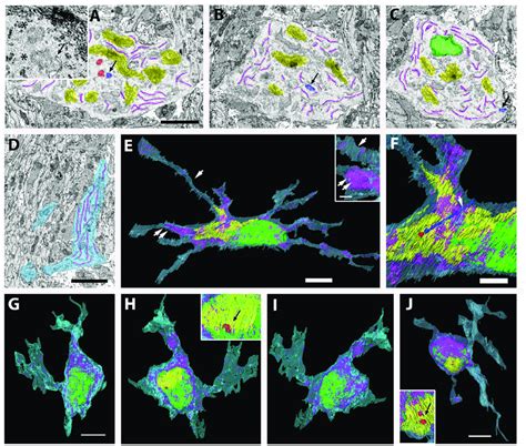 Fine Structure And 3d Reconstruction Of Astrocytes And Microglia A F Download Scientific