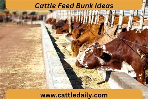 Cattle Feed Bunk Ideas 11 Strategies To Optimize Feed Efficiency And