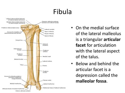 Fibular Facet