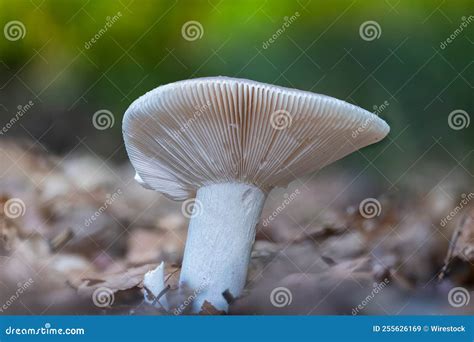 Closeup Of A Brittlegill Mushroom Russula Genus Stock Image Image