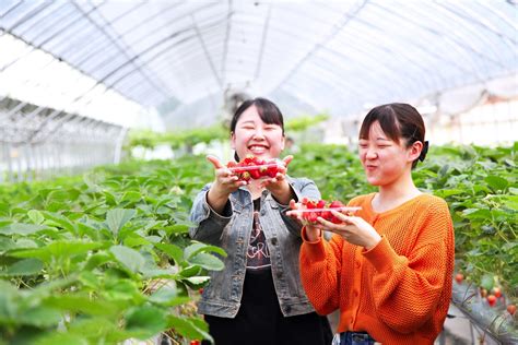 【契約農家でイチゴ狩り＆食べ放題60分】付き宿泊プラン人気の高設栽培♪ 甘くてジューシー！ 紅ほっぺ、とちおとめ トラベルスポット