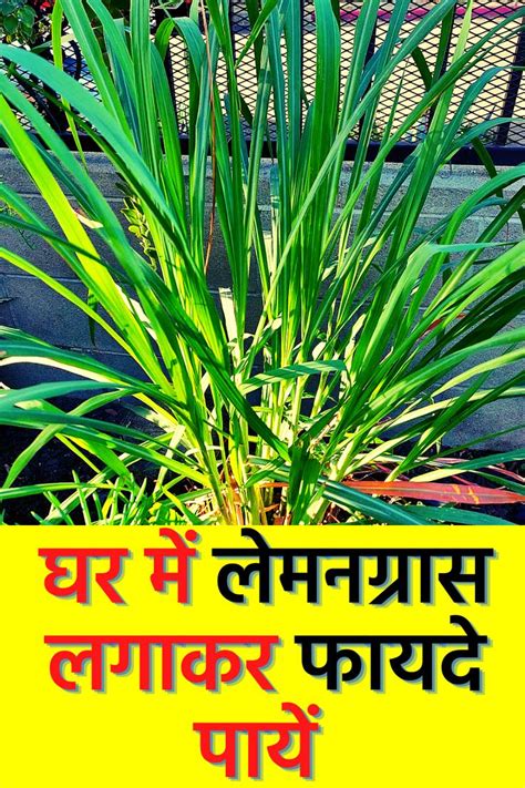 लेमनग्रास का पौधा कैसे लगाएं लेमनग्रास के फायदे Lemon Grass In Hindi