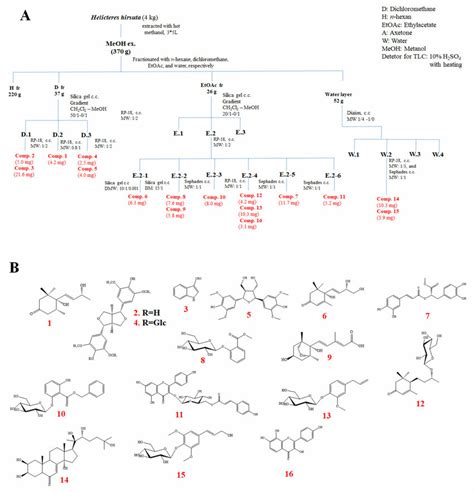 Scheme 1 A Isolation Scheme Of The H Hirsuta And B Chemical