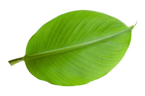 Leaf Texture Pngs For Free Download