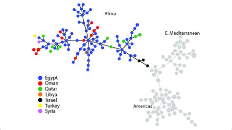 minimum spanning tree of 221 brucella melitensis isolates based on
