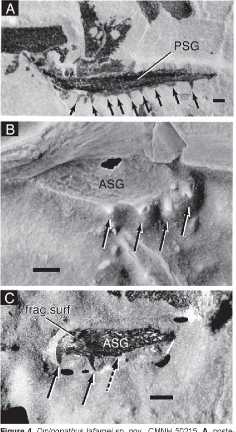 Figure 1 From Diplognathus Lafargei Sp Nov From The Antrim Shale