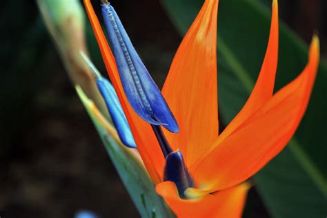 Strelitzia Detail Free Stock Photo - Public Domain Pictures