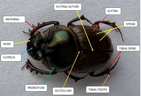 Depicting Different Parts Of The Beetle Onthophagus Bonasus Fabricius