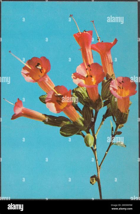 Kantuta Flor Simbolica Bolivia Flowers Tichnor Brothers Collection Postcards Of The United