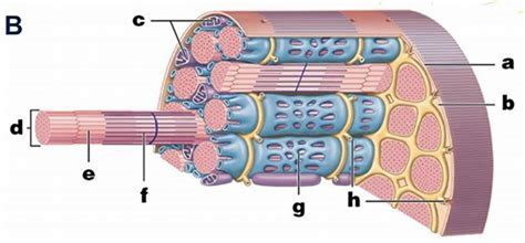 Skeletal Muscle Tissue Structures Diagram Quizlet