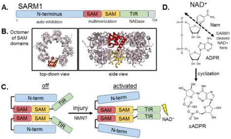 The Sarm1 Axon Degeneration Pathway Control Of The Nad Metabolome
