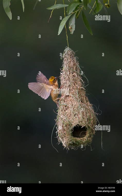 Baya Weaver Ploceus Philippinus Subadult Bird Exercising At Nest