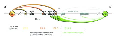 Global Regulation Of Hoxd Gene Cluster Left The Sequential