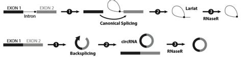 Rnr Recombinant Protein MyBioSource