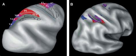 Activation Within The Macaque And The Human Brain During Coding Of Download Scientific Diagram