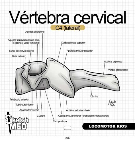 Fisiologia Del Corazon