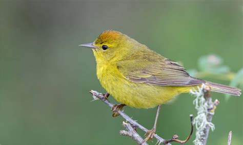 Orange Crowned Warbler Bird Facts Leiothlypis Celata A Z Animals