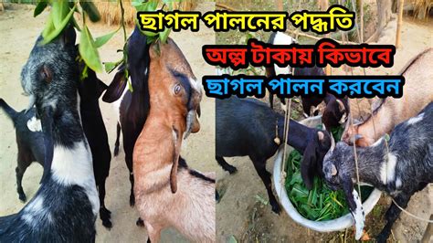 ছাগল পালনের জন্য Best পদ্ধতি অল্প খরচে ছাগল পালন করার ৫টি উপায় Youtube