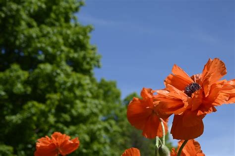 Klaprozen Bloemen Plantaardige Gratis Foto Op Pixabay Pixabay