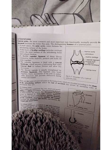 Synovial Structure Pdf