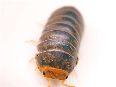 Pumpkinhead Isopod [16 ] Arachnoboards