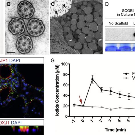 Proximal And Distal Lung Scaffolds Both Promote Airway Differentiation