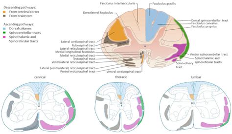Potential Roles Of Specific Subclasses Of Premotor Interneurons In