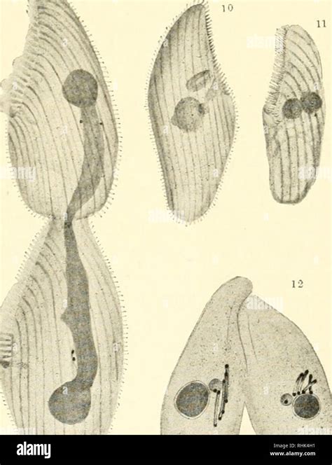 Blepharisma