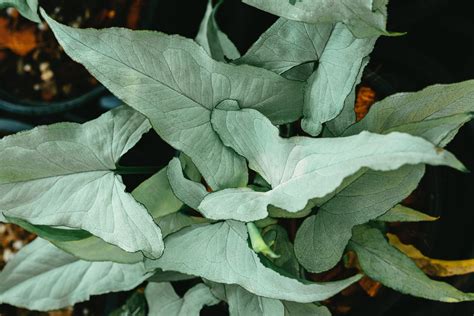 Arrowhead Plant Syngonium Podophyllum Plant Care Guide Plants Spark Joy