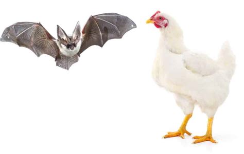 Will Bats Kill Chickens Are Bats Considered Predators