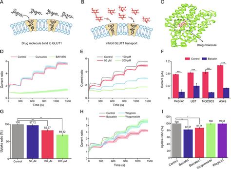 Analysis Of Glucose Transporter 1 Glut1 Inhibitory Effect Of Small Download Scientific
