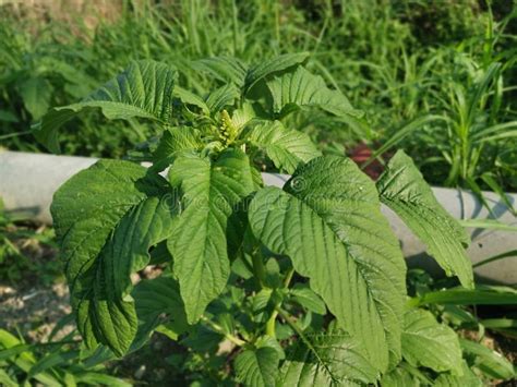 Wild Leafy Edible Amaranthus Spinosus Weed Plant Stock Image Image