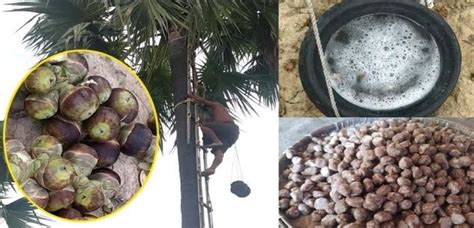 ကန့်ဘလူမြို့ရှိကုန်စုံဆိုင်များ၌ ရောင်းချနေသော ထန်းလျက်ဈေးနှုန်းအခြေအနေ Consumer