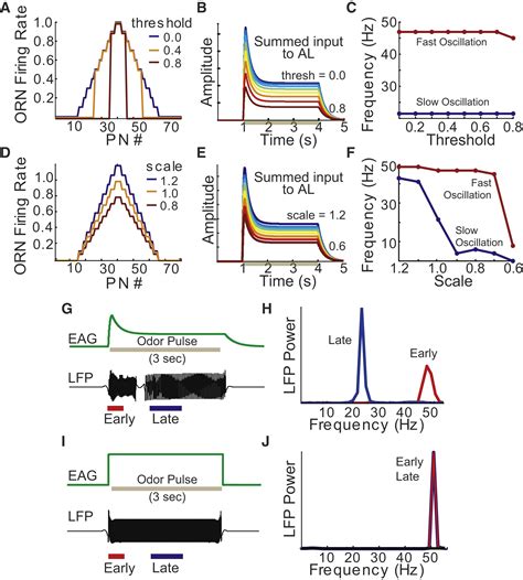 Frequency Transitions In Odor Evoked Neural Oscillations Neuron