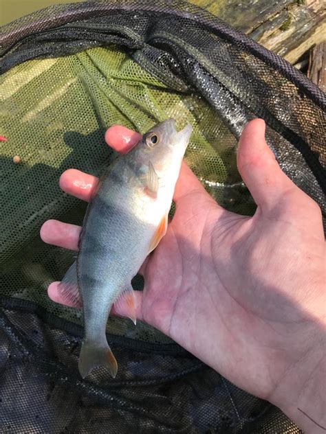 First Ever Tench And Biggest Perch Scrolller