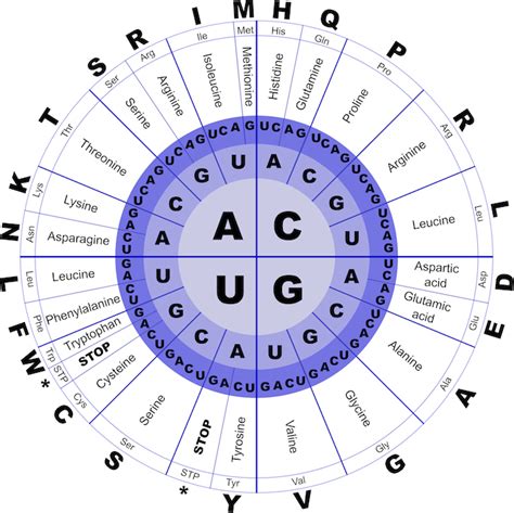 Transcription And Dna Protein Binding Biological Modeling