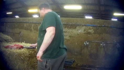 Major pig farm footage shows 'shocking and unlawful' piglet killing | National Daily Press