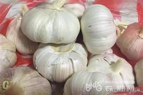 大蒜又漲價了！如何穩定大蒜價格？ 每日頭條