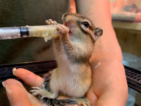 シマリス ペット ペット不可のアパートでも飼えるおススメペット8選ビィビの冒険日誌