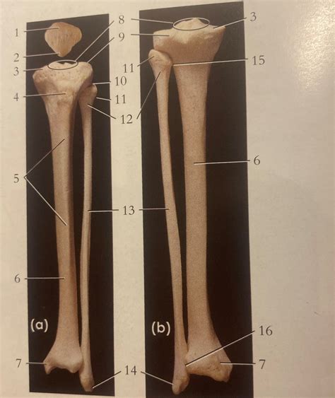 Anterior And Posterior View Of Left Patella Fibula And Tibia Diagram Quizlet